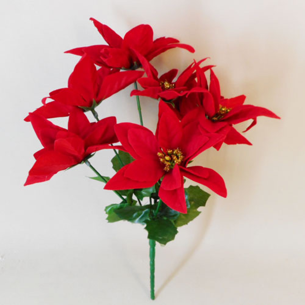 Poinsettia Bush Red Velvet | Christmas Flowers