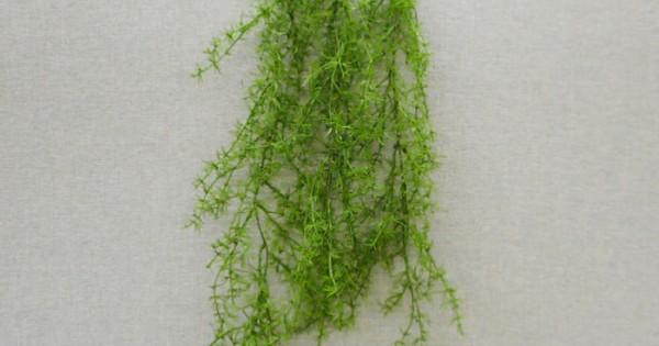 Artificial Trailing Fern Trailing Plants 84cm | Artificial Ferns