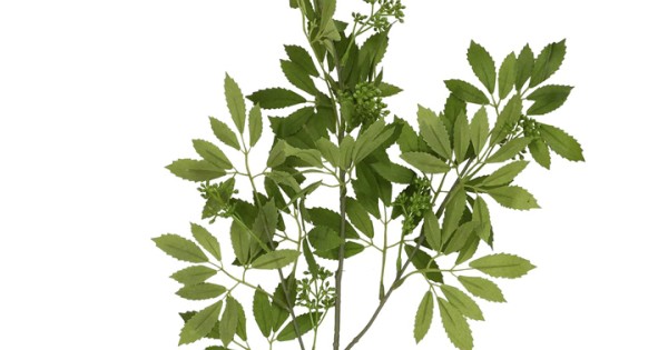 Long Fennel Stem 76cm | Artificial Leaves