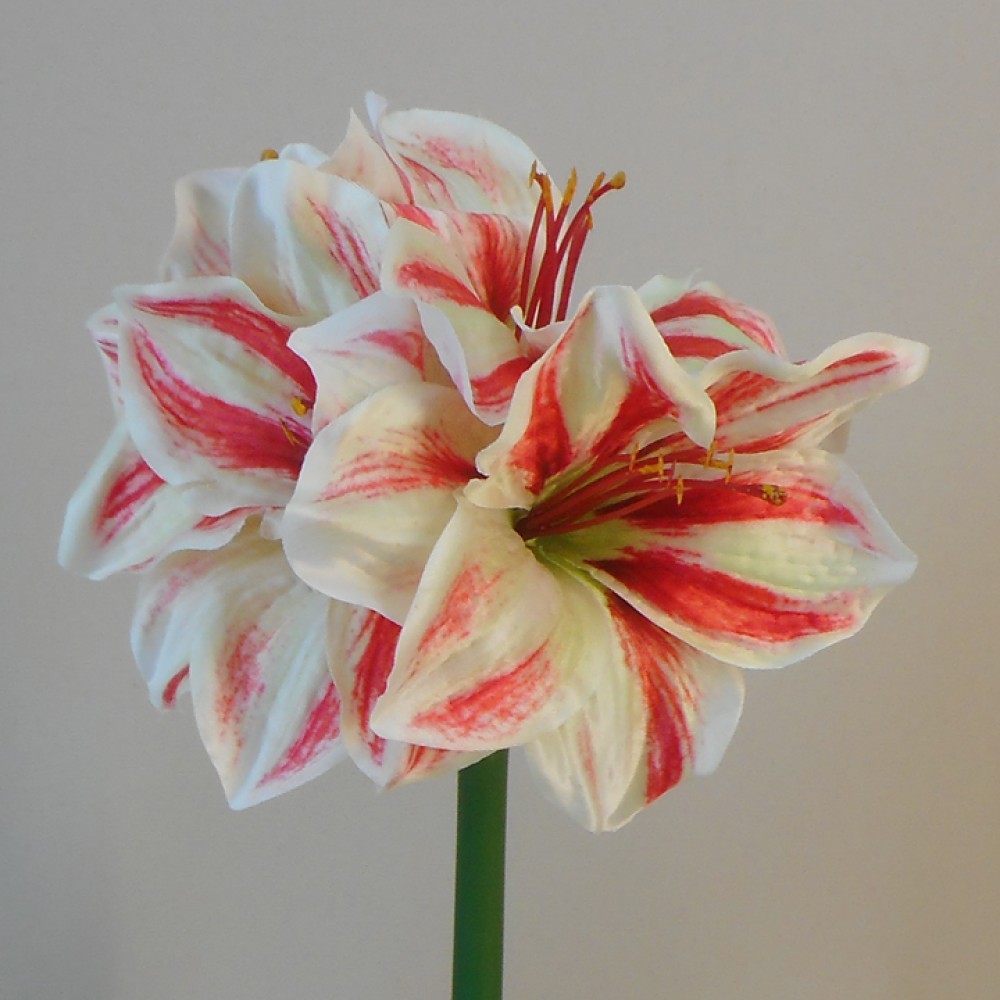 Artificial Amaryllis Red Cream 40cm | Silk Flowers