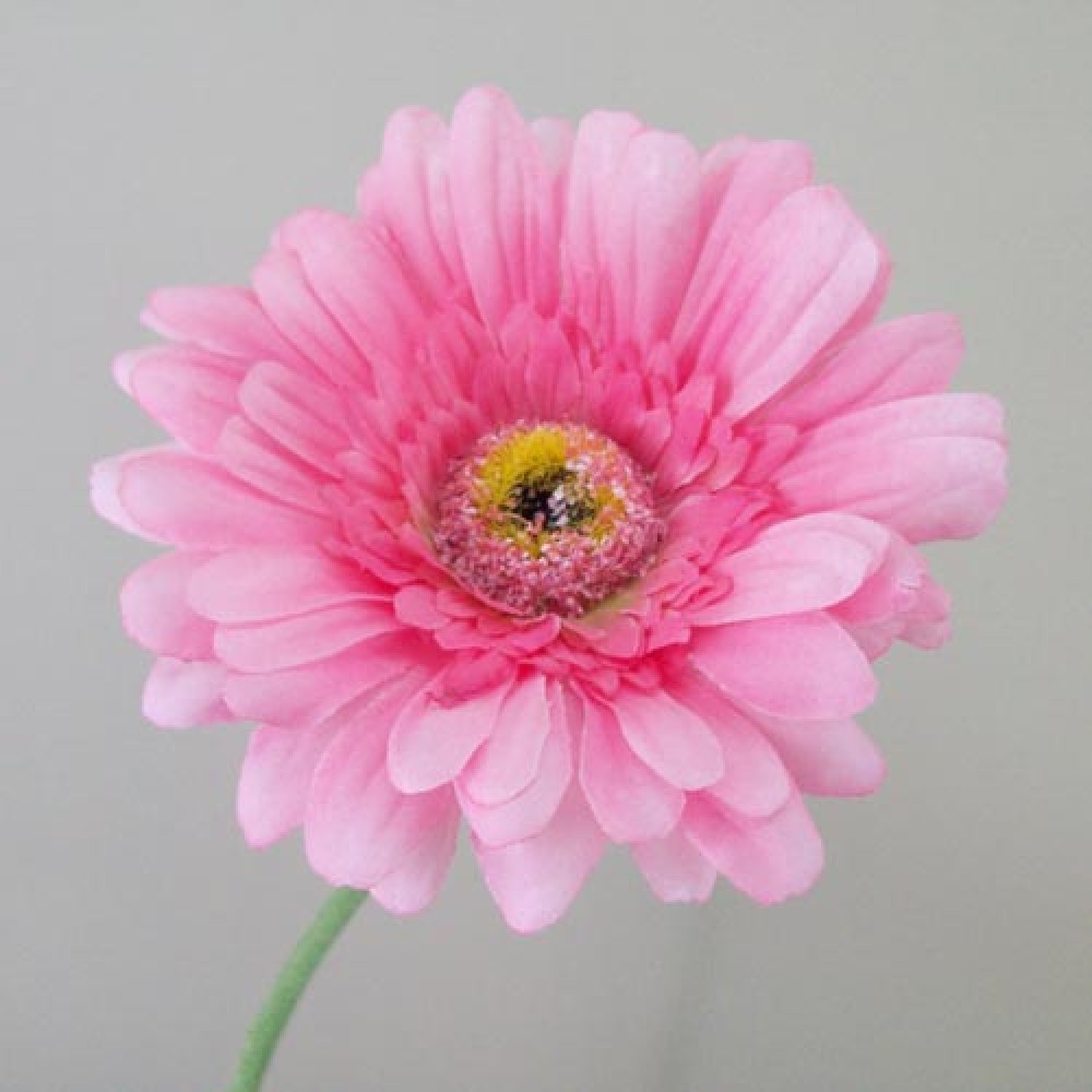 Artificial Gerbera Daisies Pink 65cm | Artificial Flowers