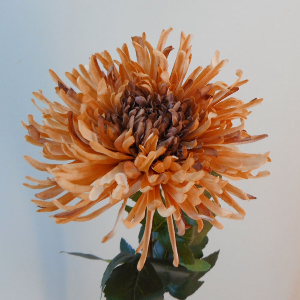 Artificial Fuji Mum Caramel 74cm | Artificial Flowers