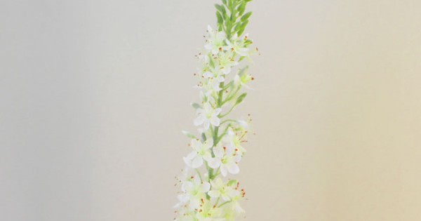 Artificial Eremurus | Foxtail Lilies 105cm | Artificial Flowers