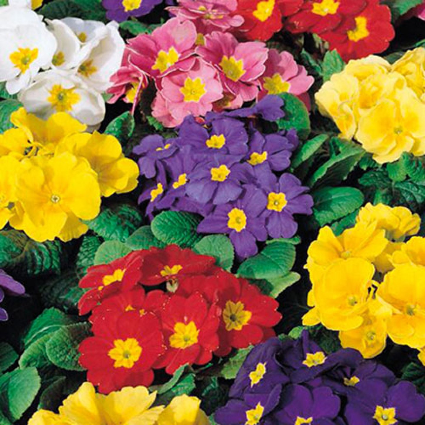 Artificial Primula Plants