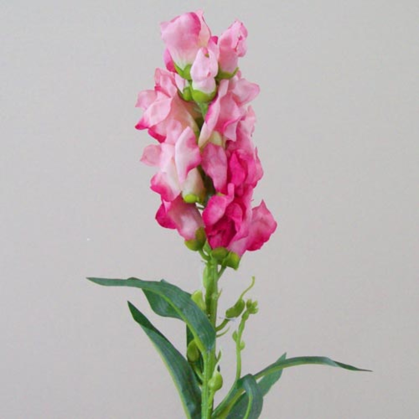 Snapdragons